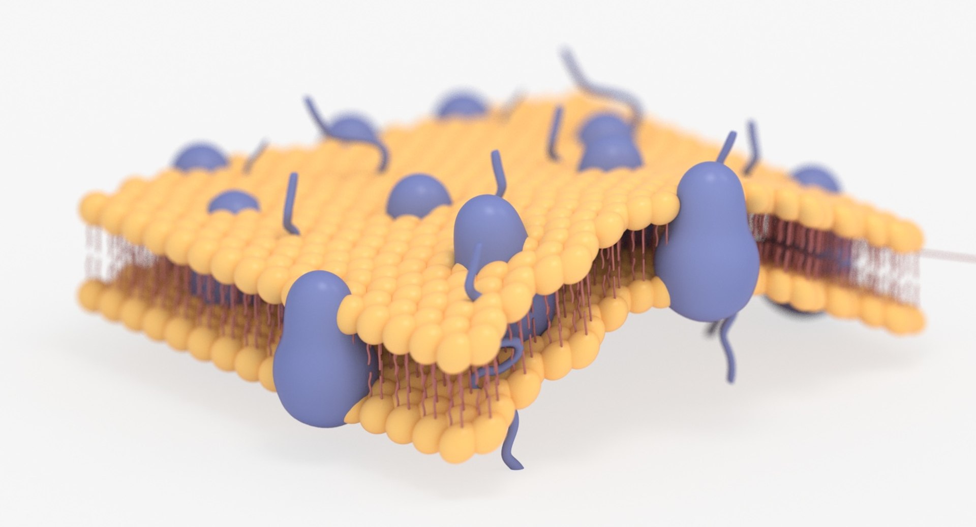 Cell Membrane 3D Model - TurboSquid 1363554