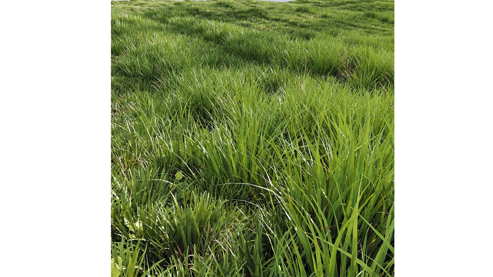 HQ Grass Agricultural Field 3D Model - TurboSquid 2144871
