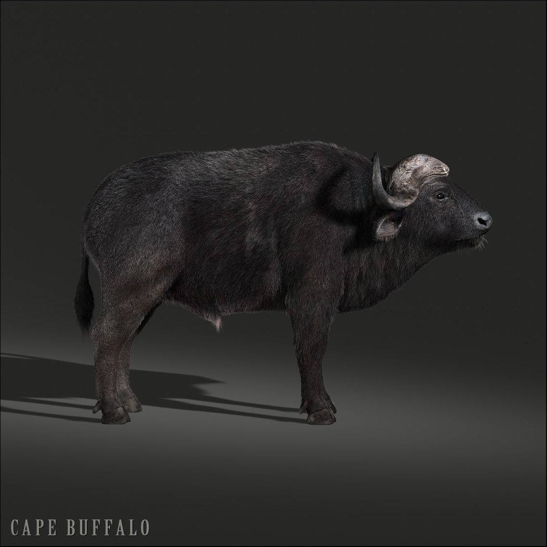 Cape Buffalo African Fur 3d Model