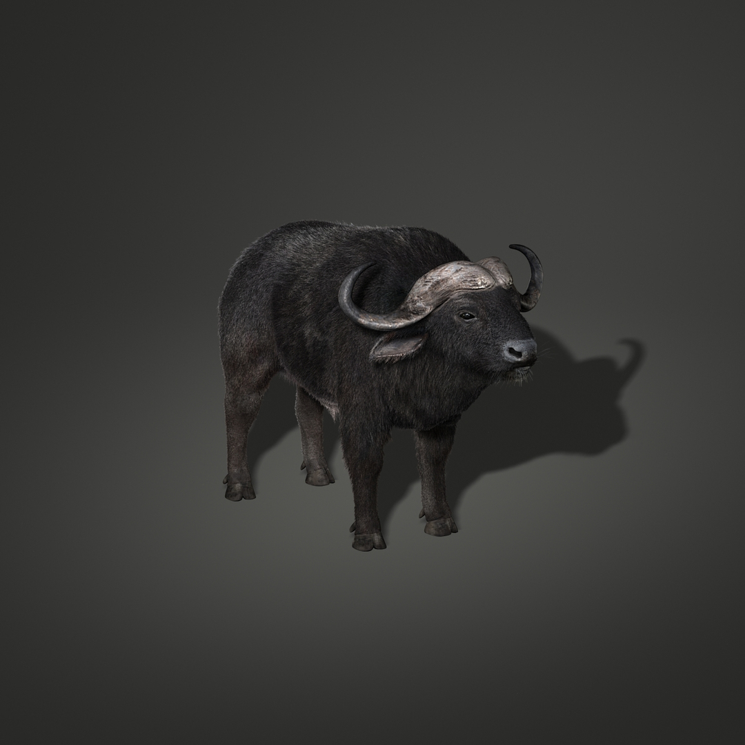 Cape Buffalo African Fur 3d Model