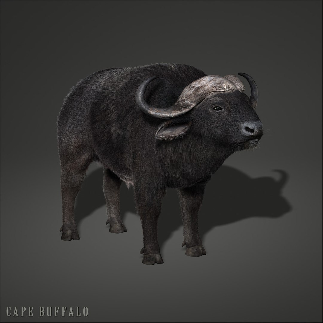 Cape Buffalo African Fur 3d Model