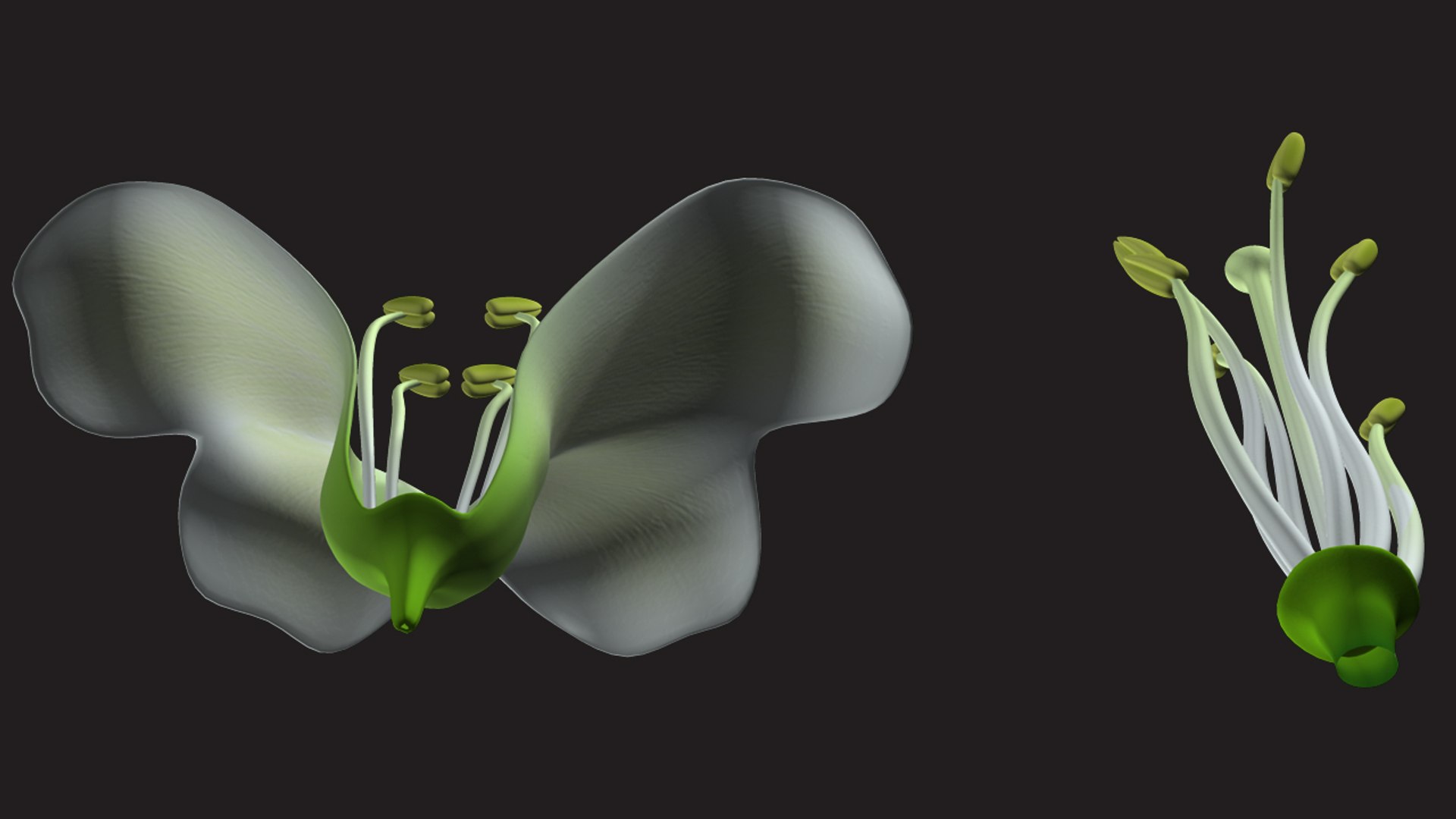 3d Length Stamen Model