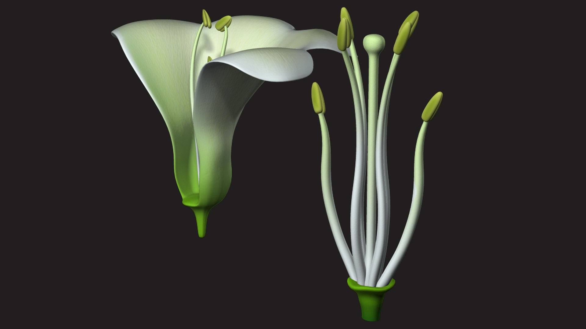 3d Length Stamen Model