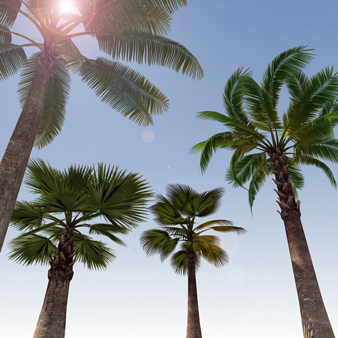 3d Palm Tree Pack