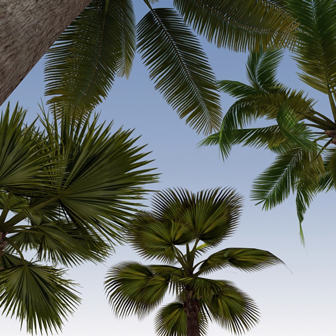 3d Palm Tree Pack