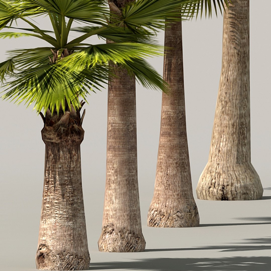 3d Palm Tree Pack