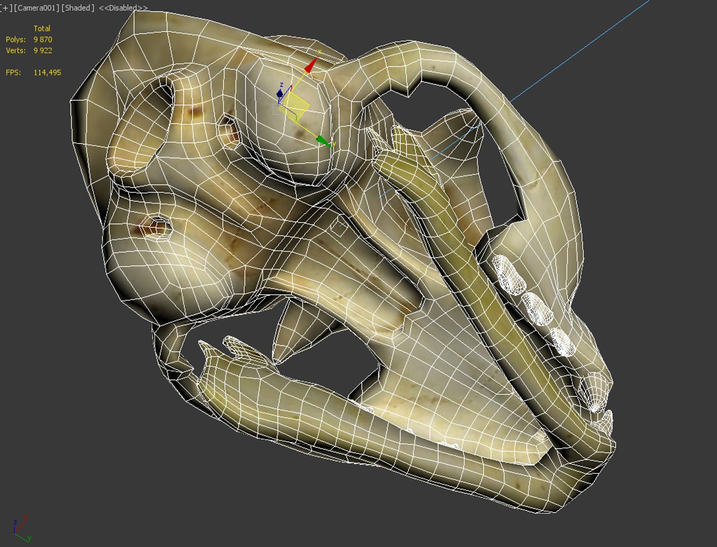 3d realistic cat skull model
