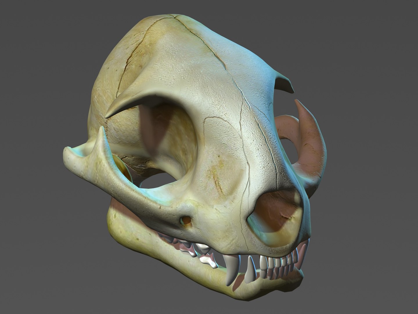 3d realistic cat skull model