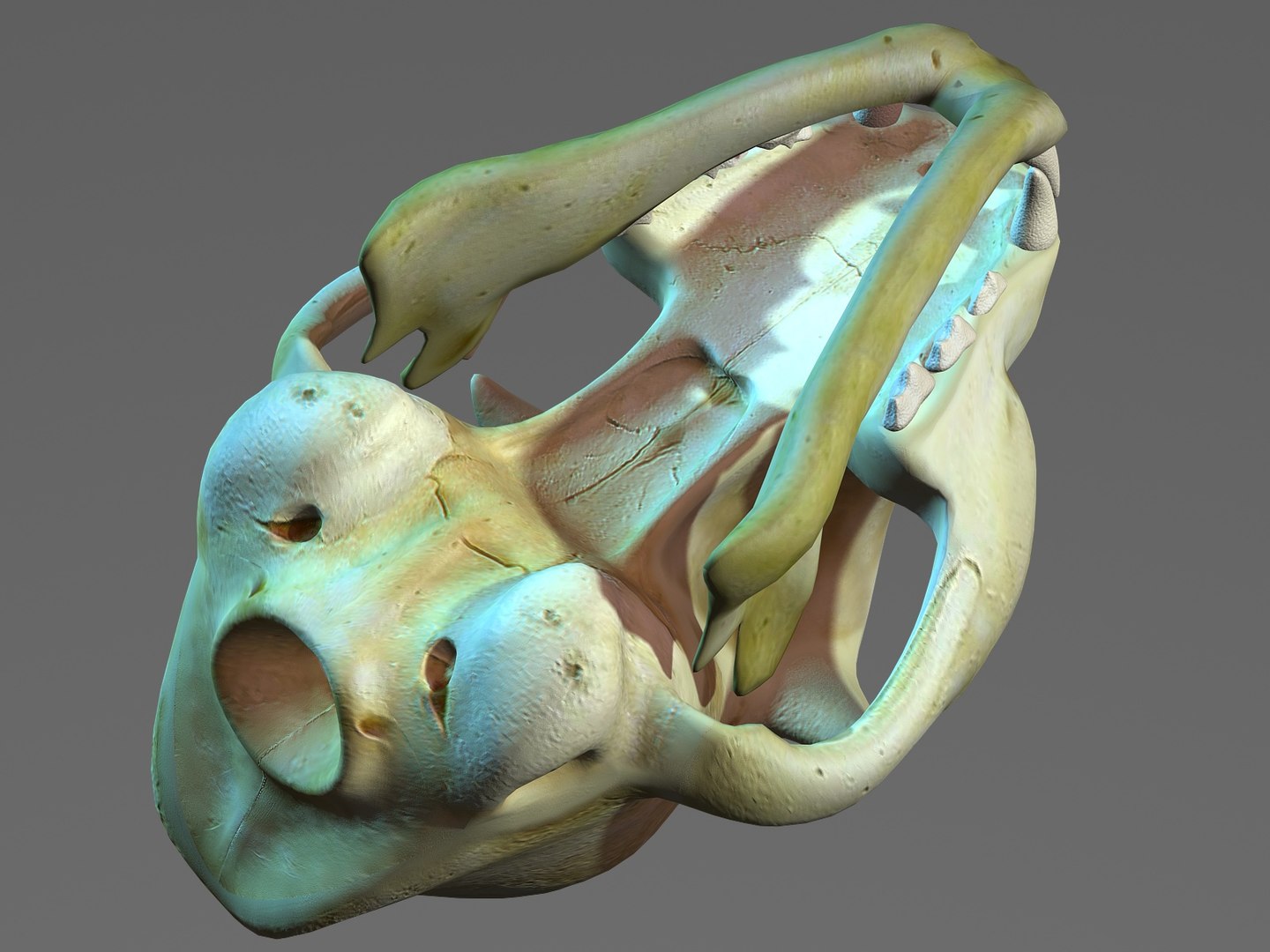 3d realistic cat skull model