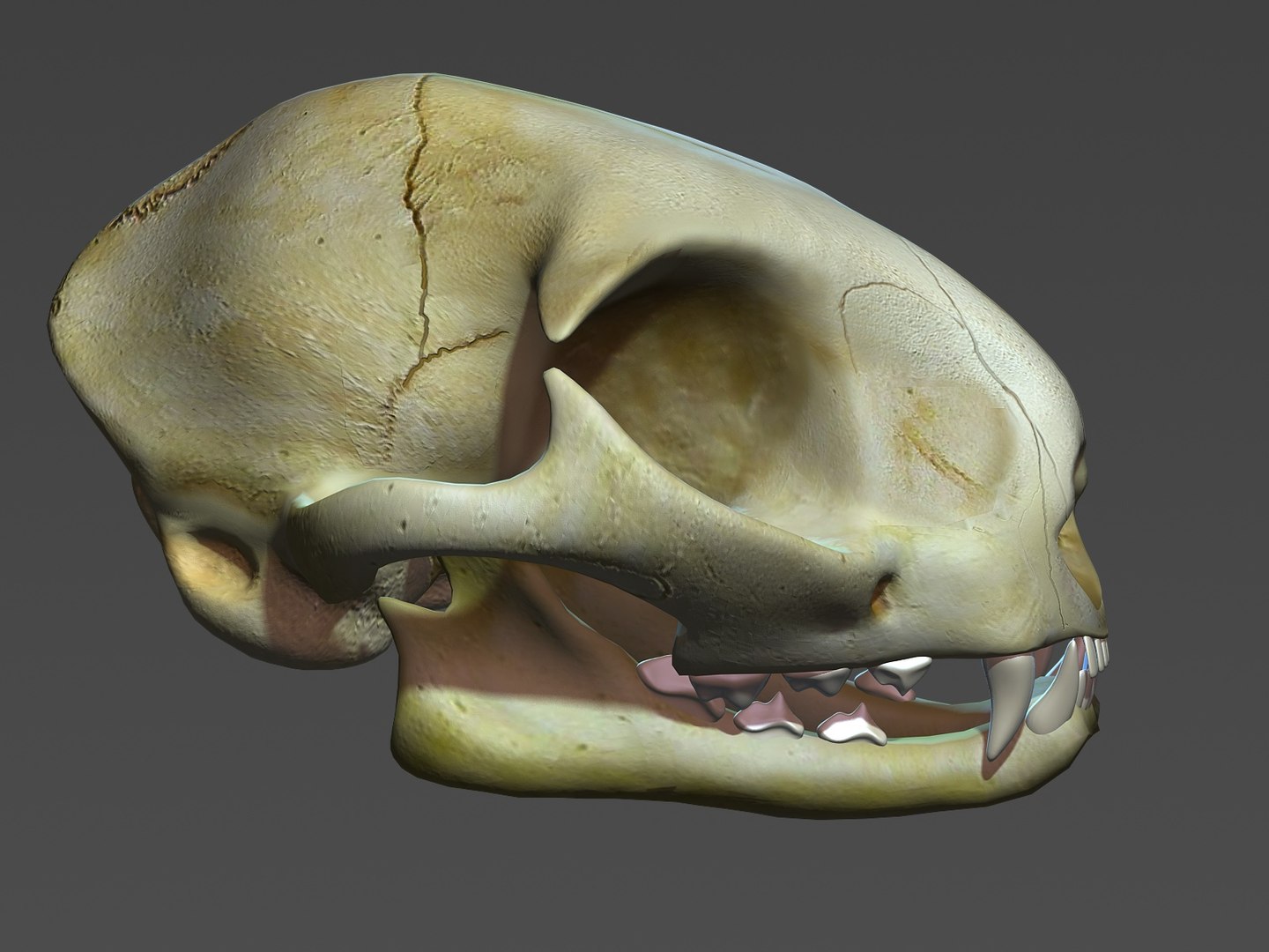 3d realistic cat skull model