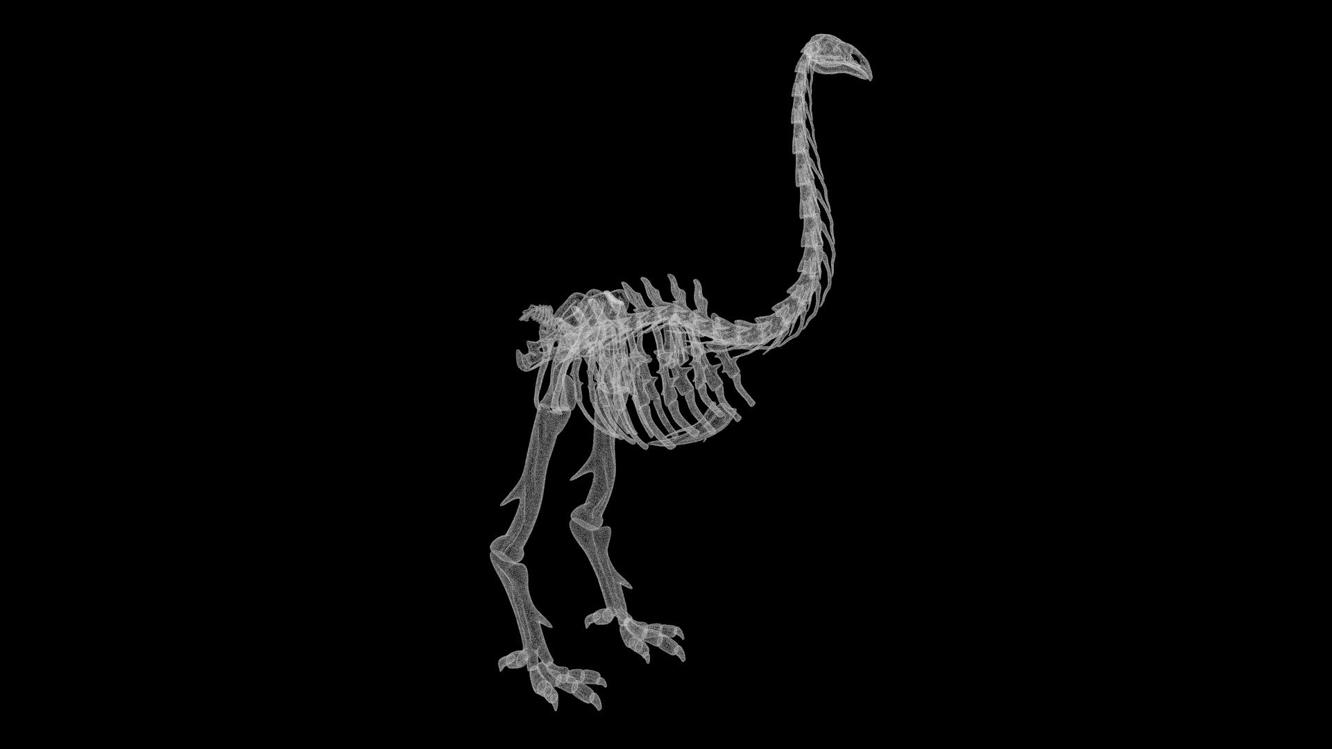 Bird Skeletons 3D Model - TurboSquid 1965822
