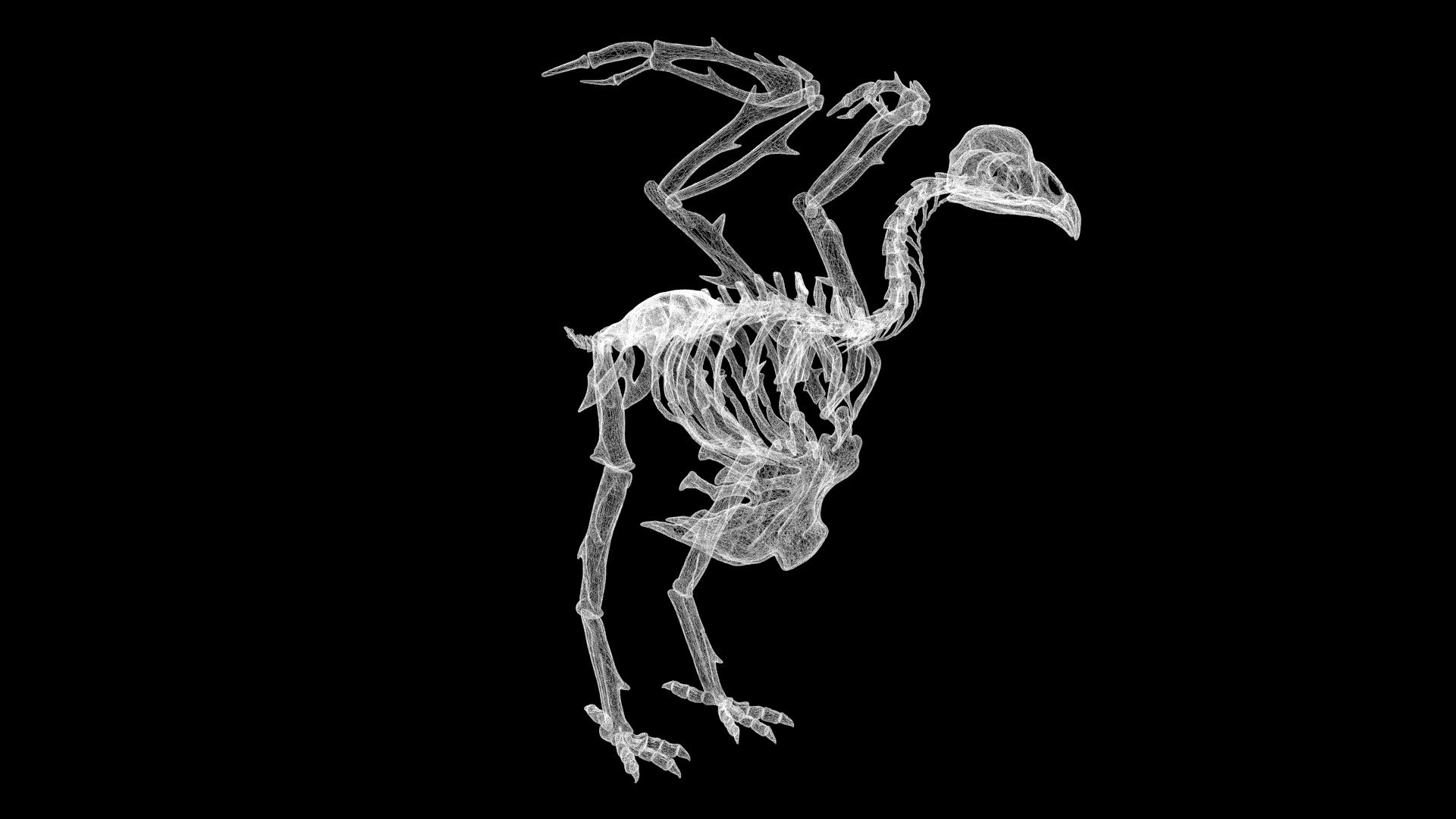 Bird Skeletons 3D Model - TurboSquid 1965822