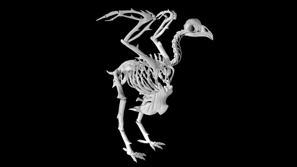 Bird Skeletons 3D model - TurboSquid 1965822