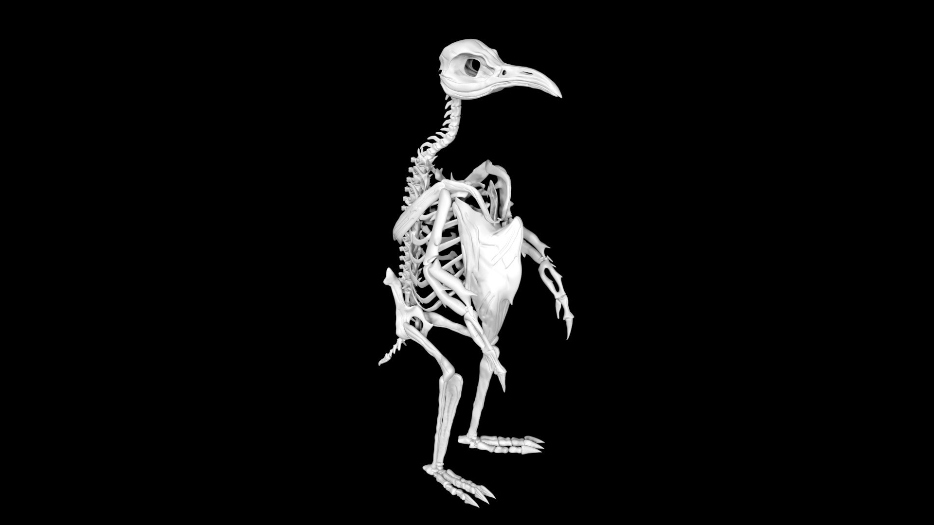 Bird Skeletons 3D Model - TurboSquid 1965822