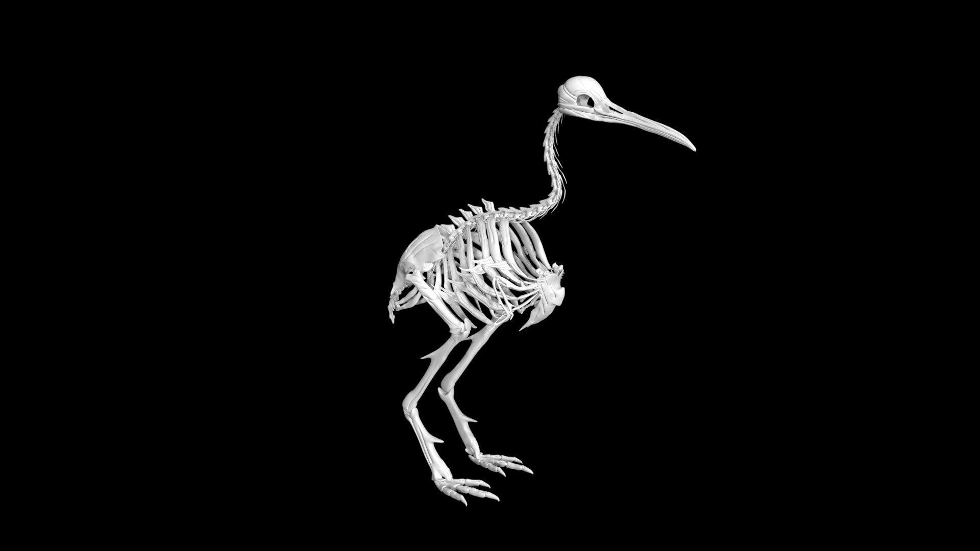 Bird Skeletons 3D Model - TurboSquid 1965822
