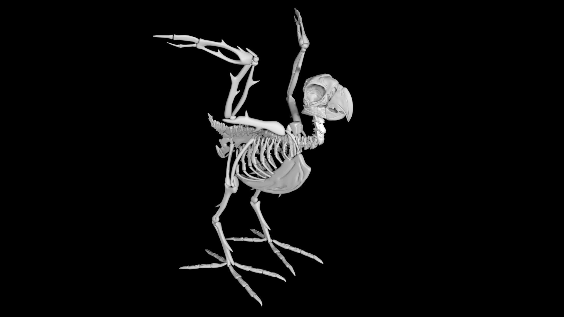 Bird Skeletons 3D Model - TurboSquid 1965822
