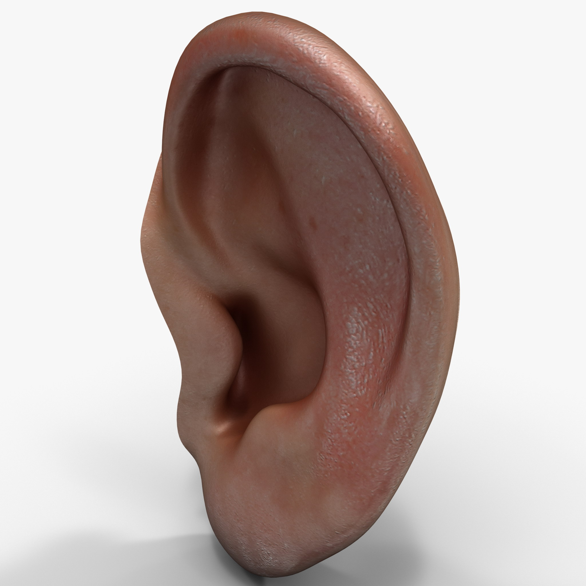 human ear 3ds