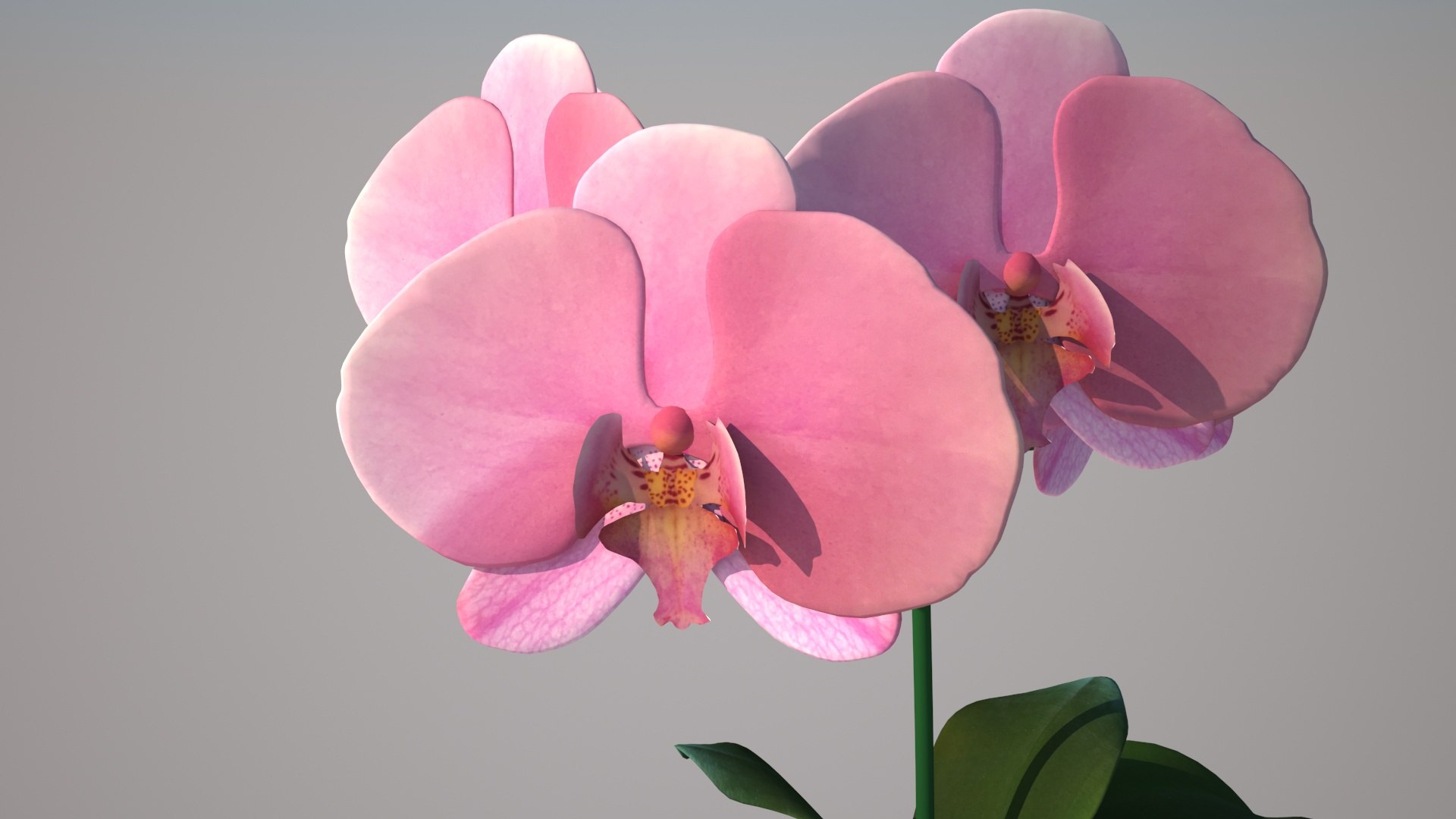 Orchid Modeled 3D Model - TurboSquid 1282424
