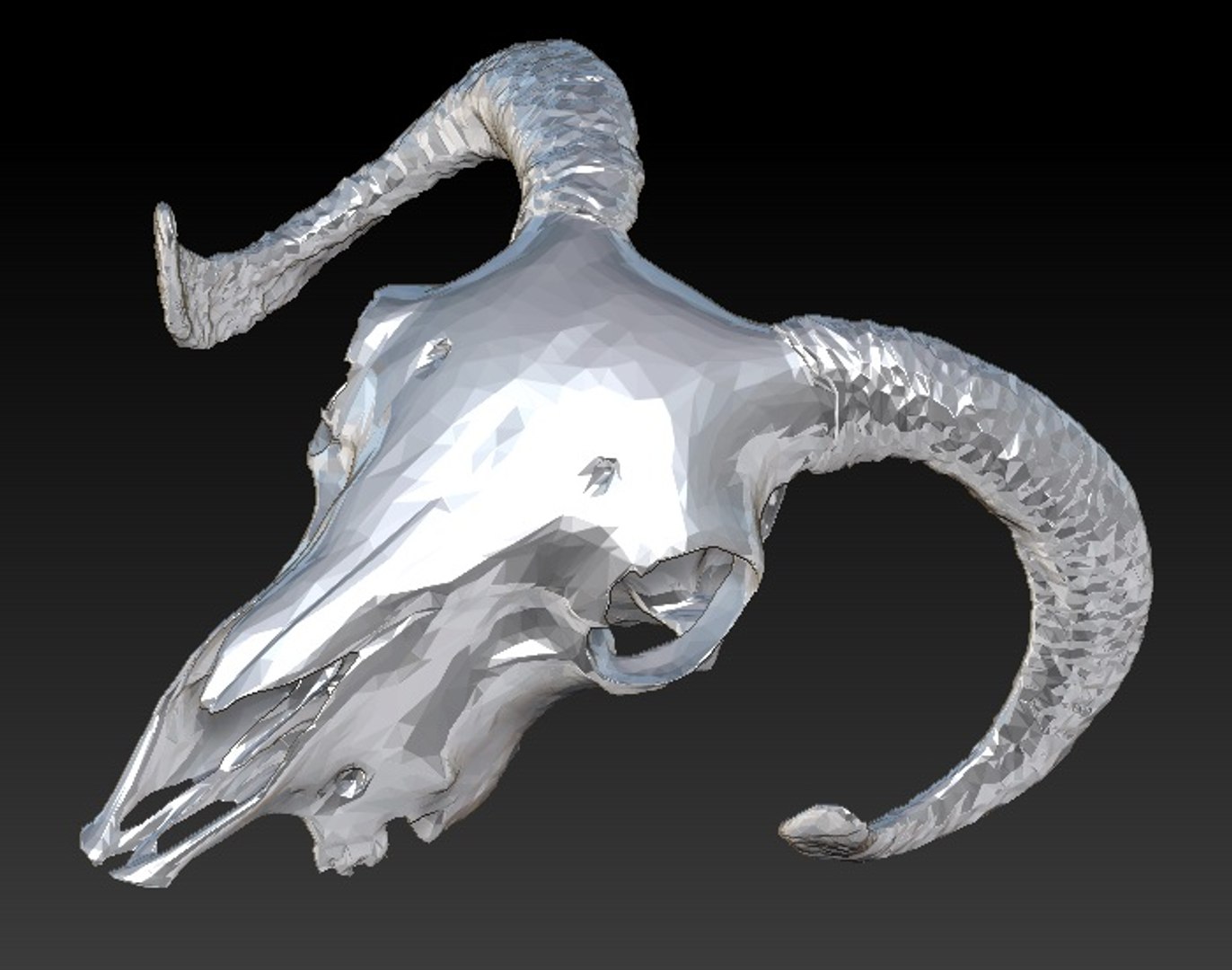 3d Ram Skull Model
