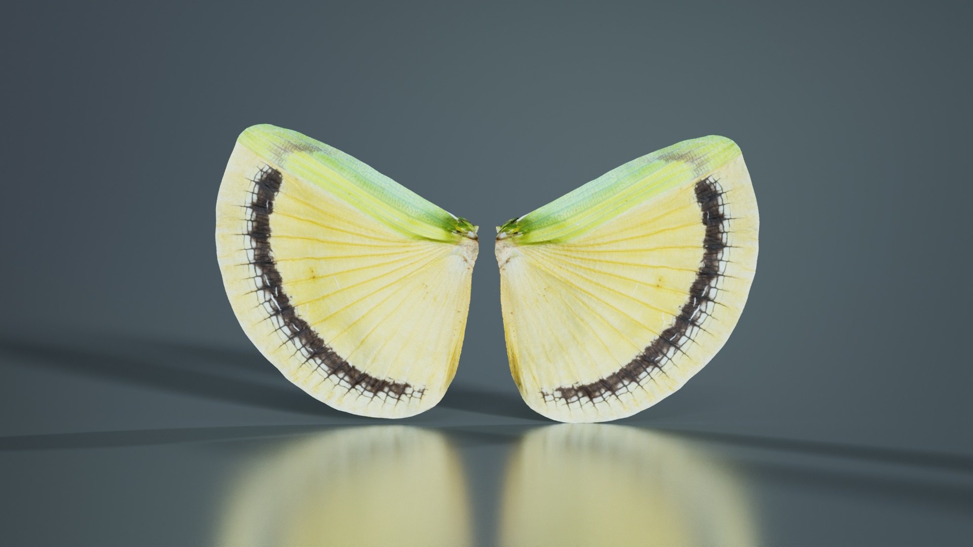 Clouded Sulphur Colias Remastered Model - TurboSquid 2359855