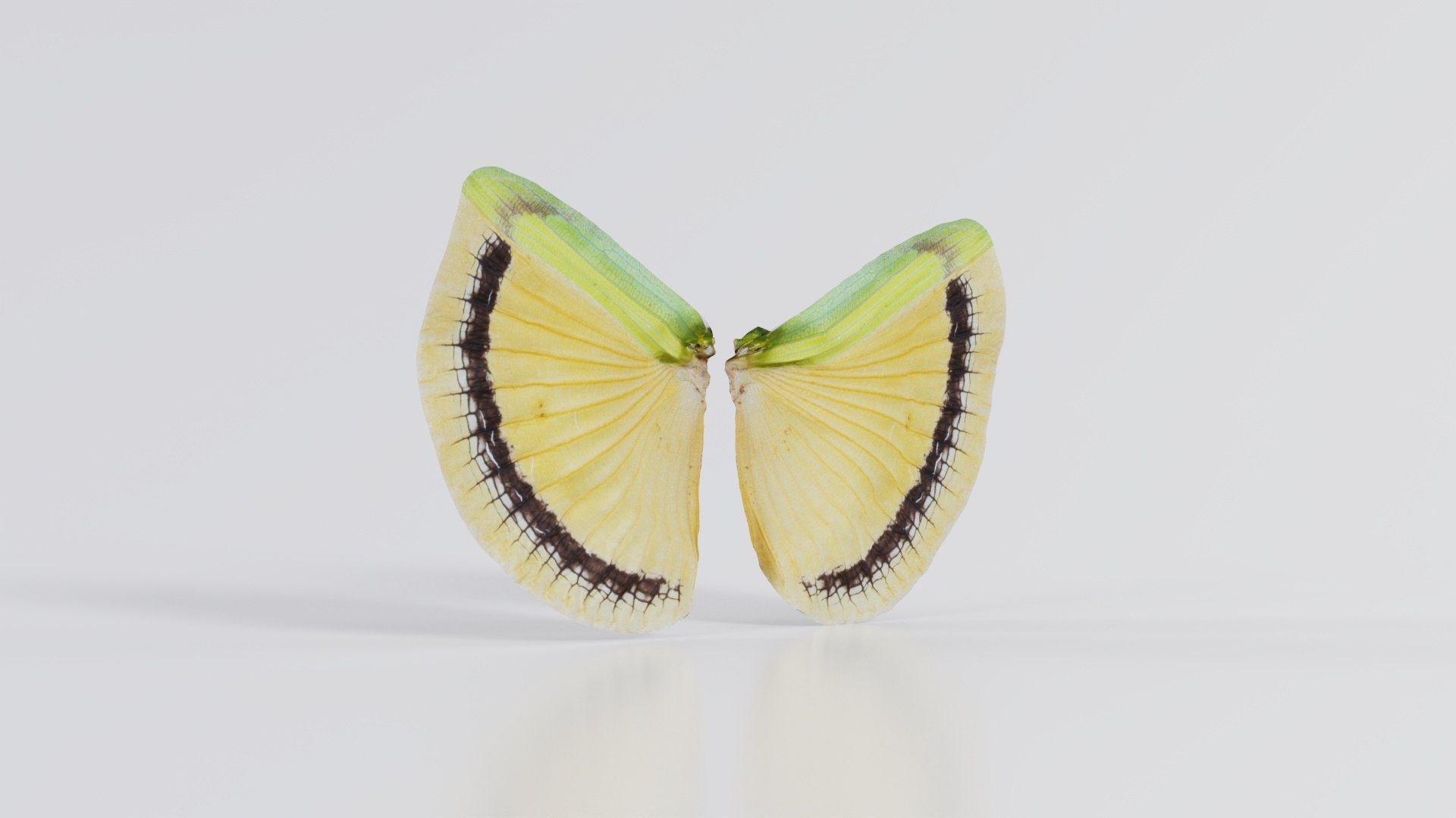 Clouded Sulphur Colias Remastered Model - TurboSquid 2359855