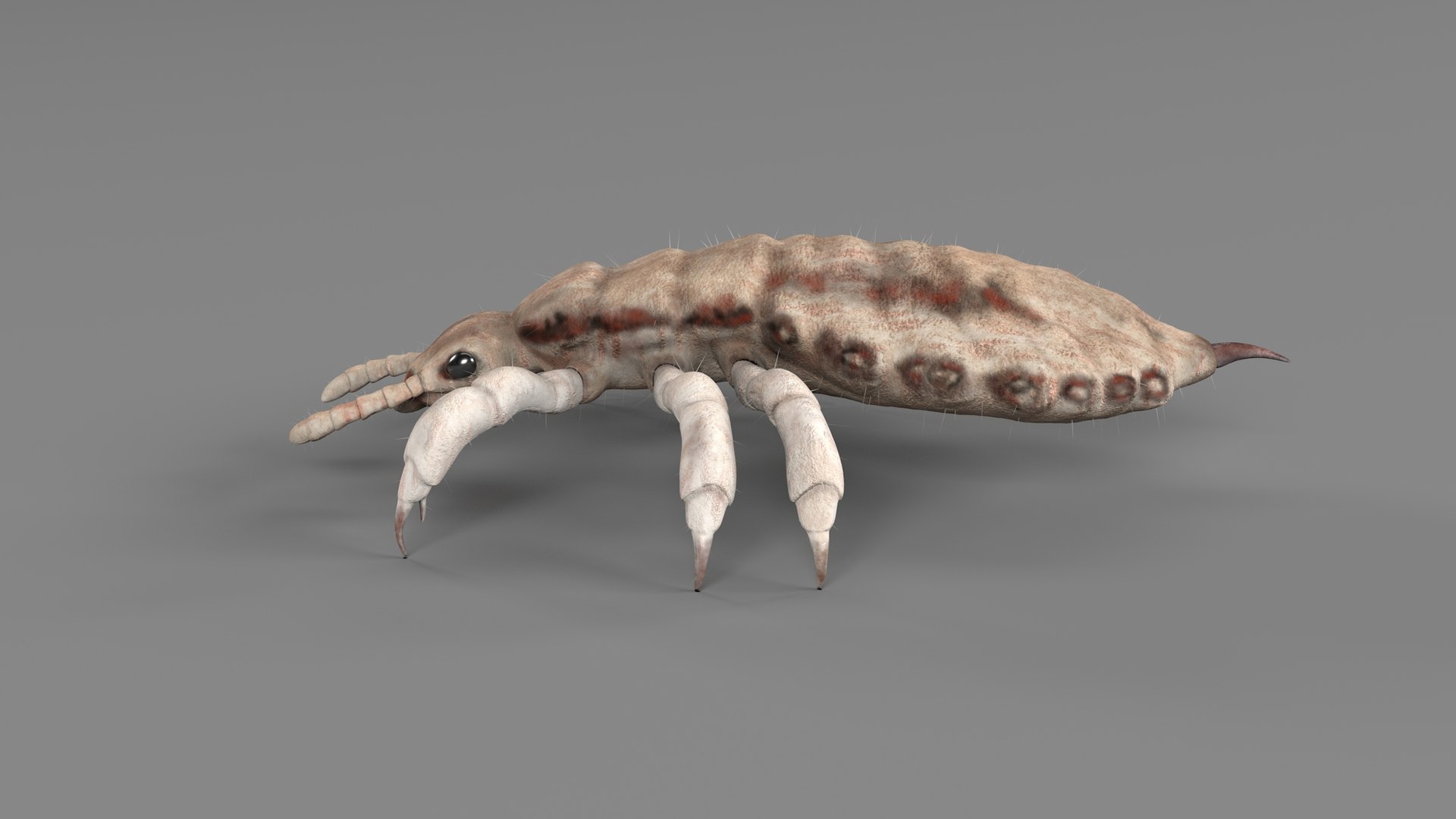 Photorealistic Animated Lice 3D - TurboSquid 2264282