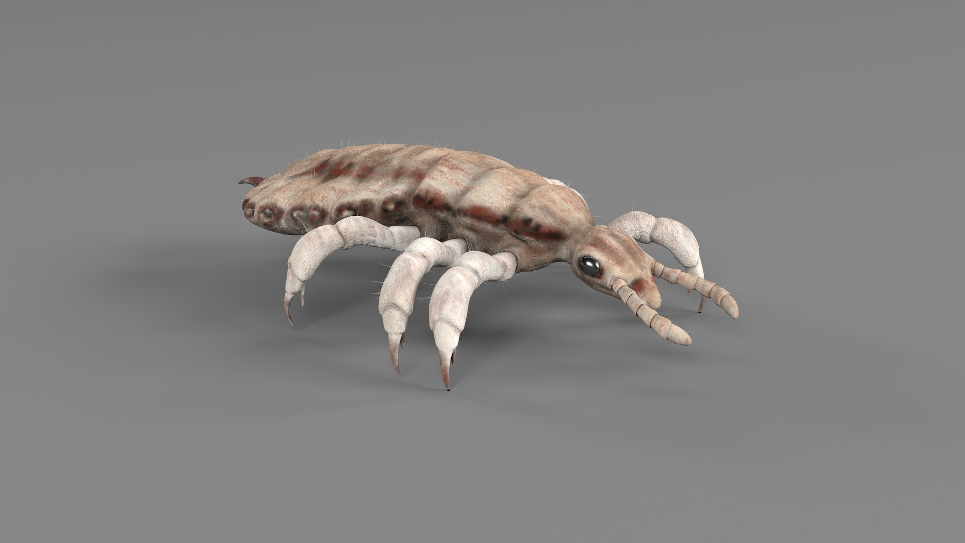 Photorealistic Animated Lice 3D - TurboSquid 2264282
