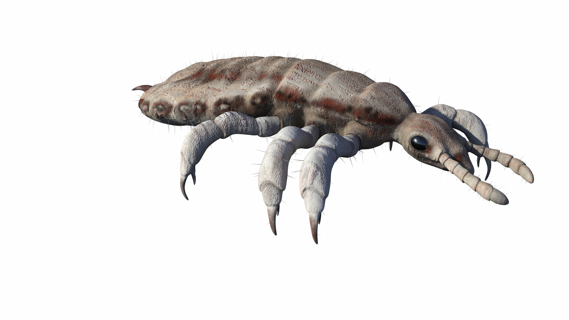 Photorealistic Animated Lice 3D - TurboSquid 2264282