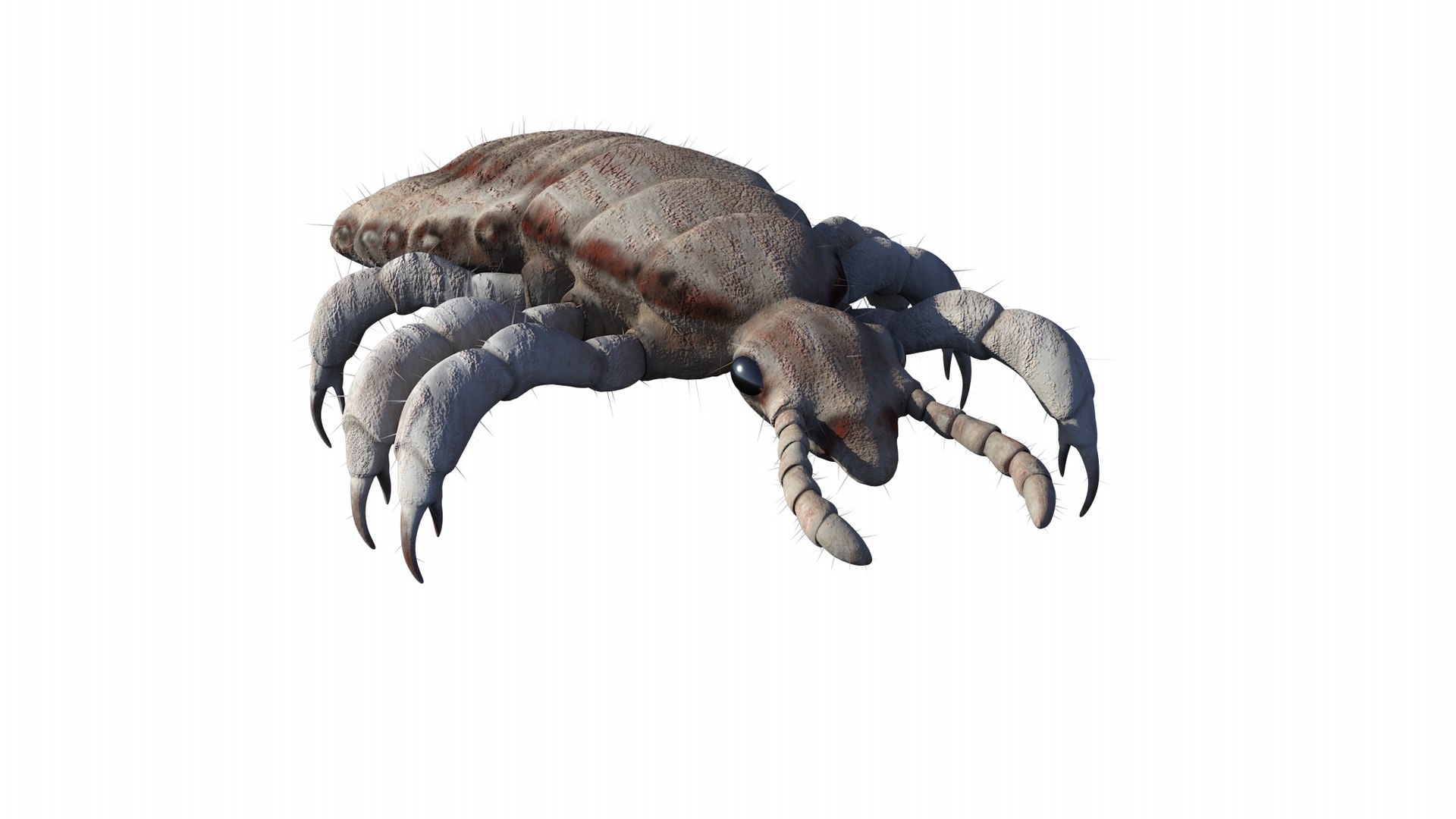 Photorealistic Animated Lice 3D - TurboSquid 2264282