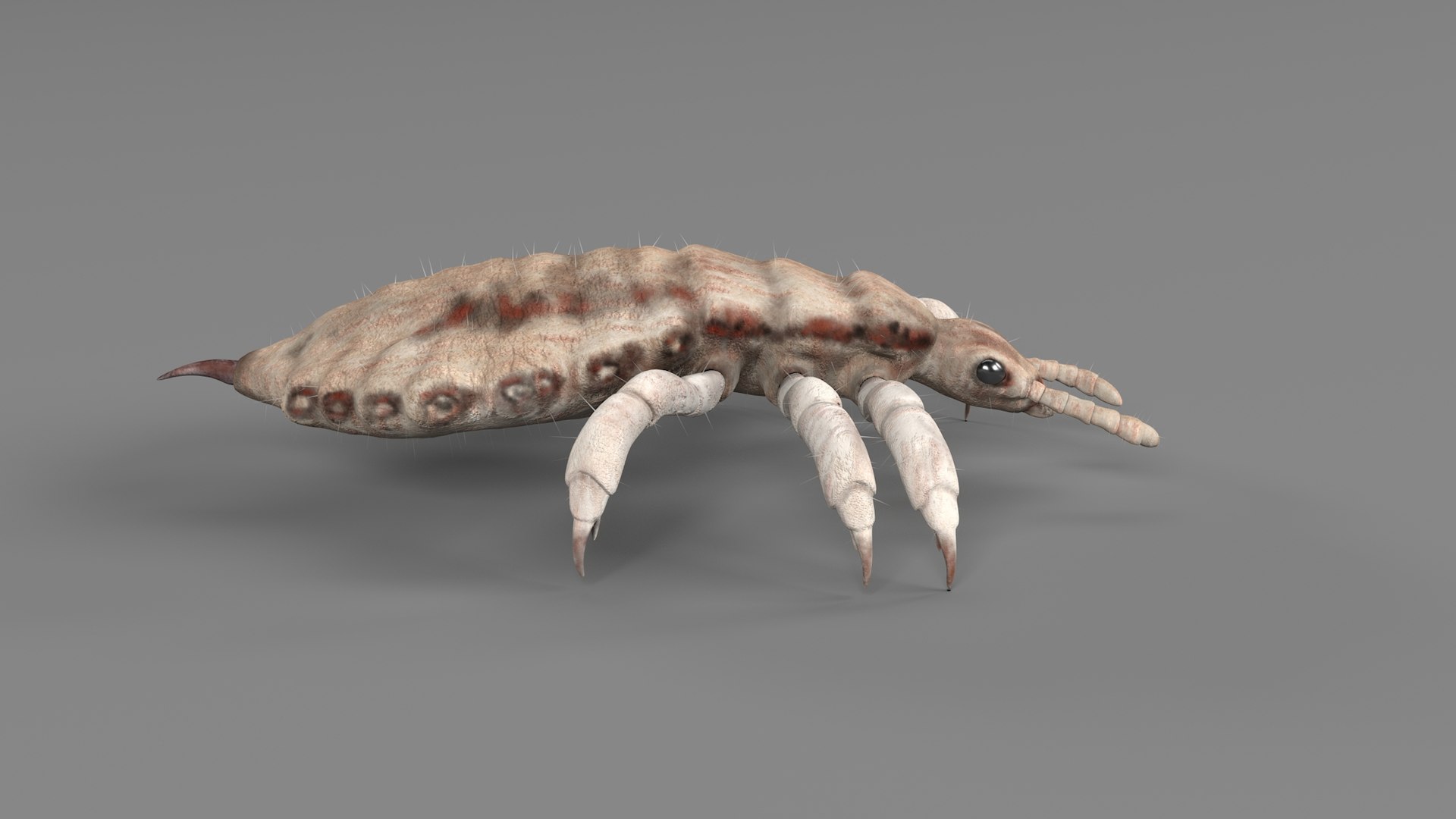Photorealistic Animated Lice 3D - TurboSquid 2264282