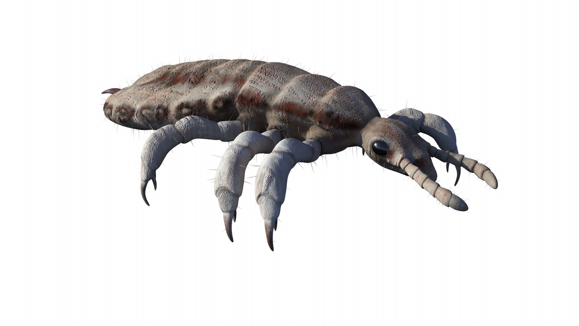 Photorealistic Animated Lice 3D - TurboSquid 2264282