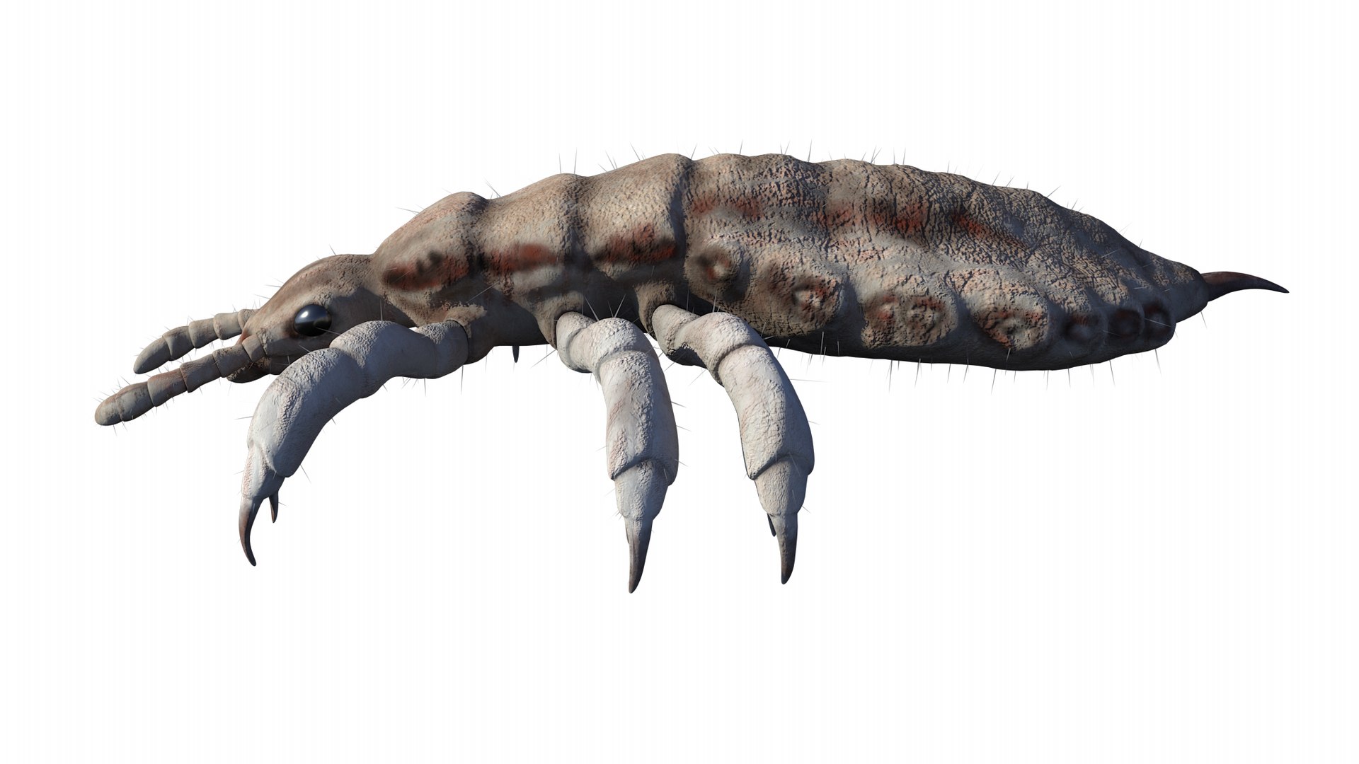 Photorealistic Animated Lice 3D - TurboSquid 2264282