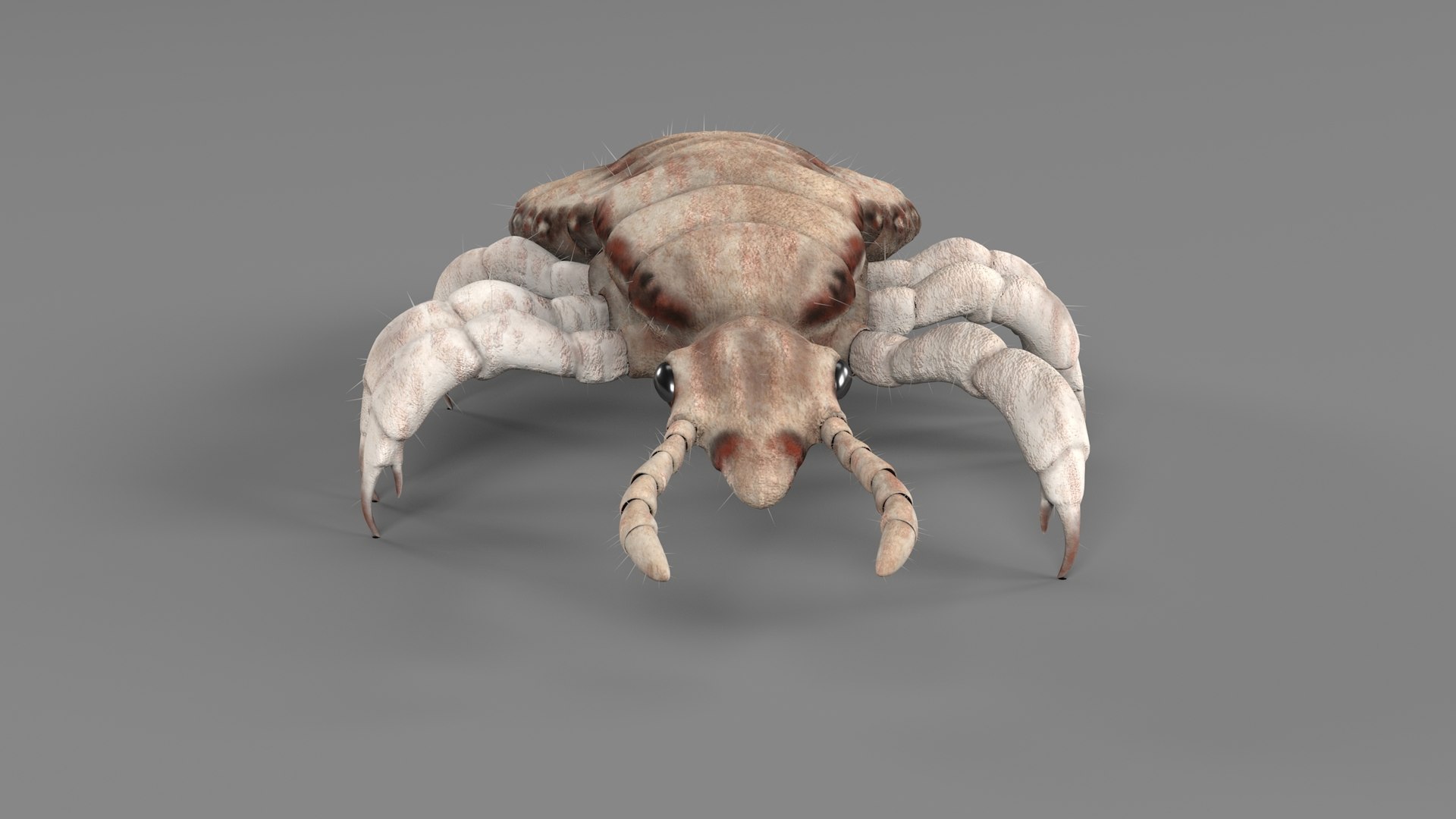 Photorealistic Animated Lice 3D - TurboSquid 2264282
