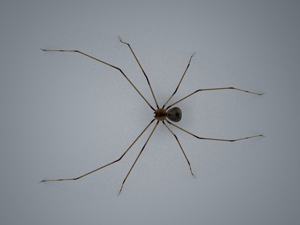 daddy long legs 3d model