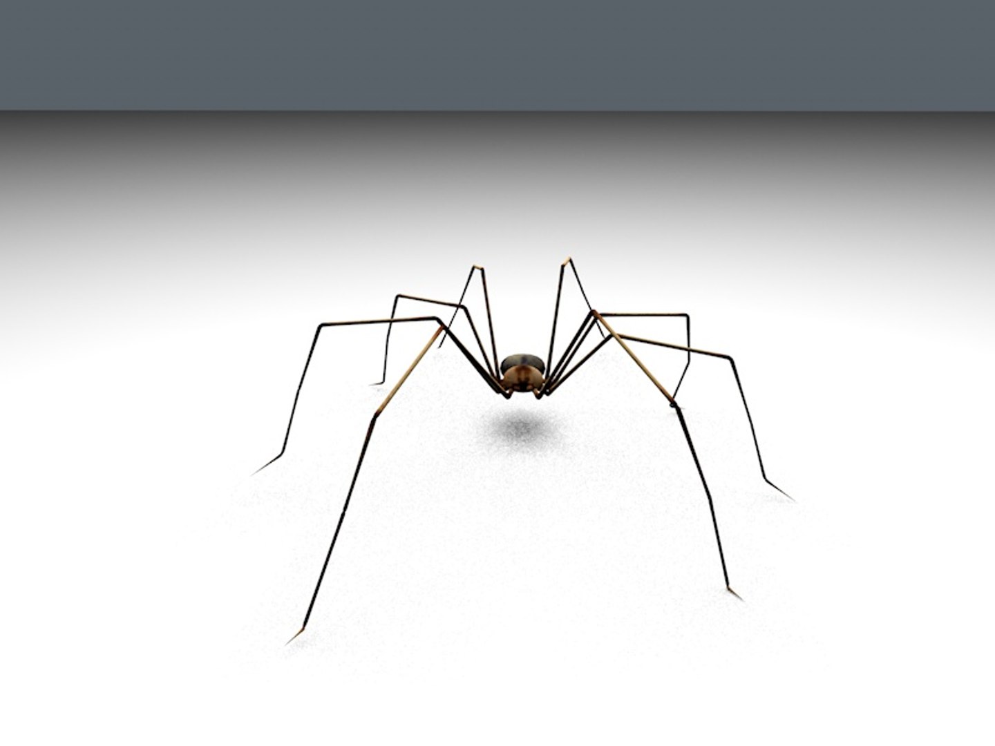 Daddy Long Legs 3d Model