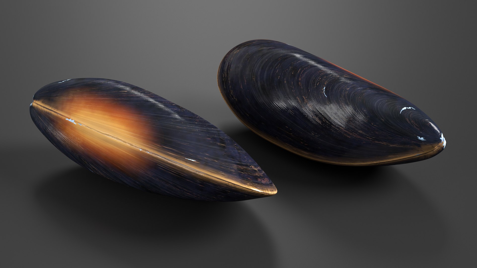3D Realistic Clam Shell - TurboSquid 2227904