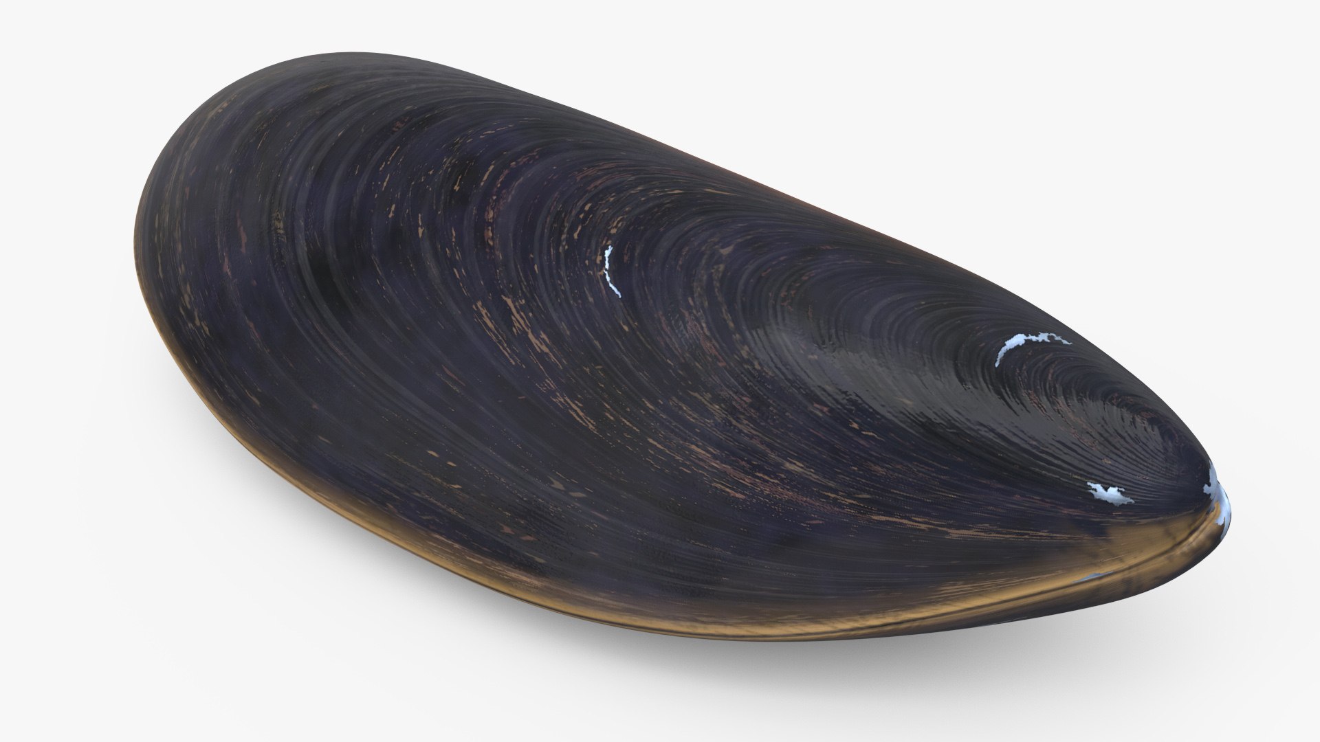 3D Realistic Clam Shell - TurboSquid 2227904