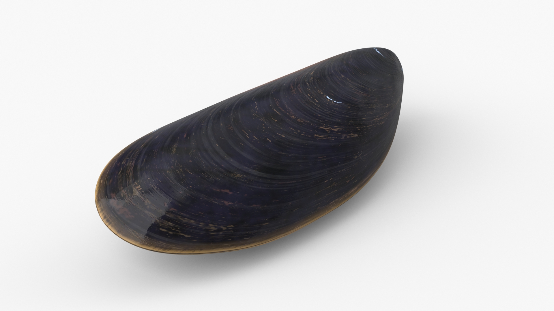 3D Realistic Clam Shell - TurboSquid 2227904