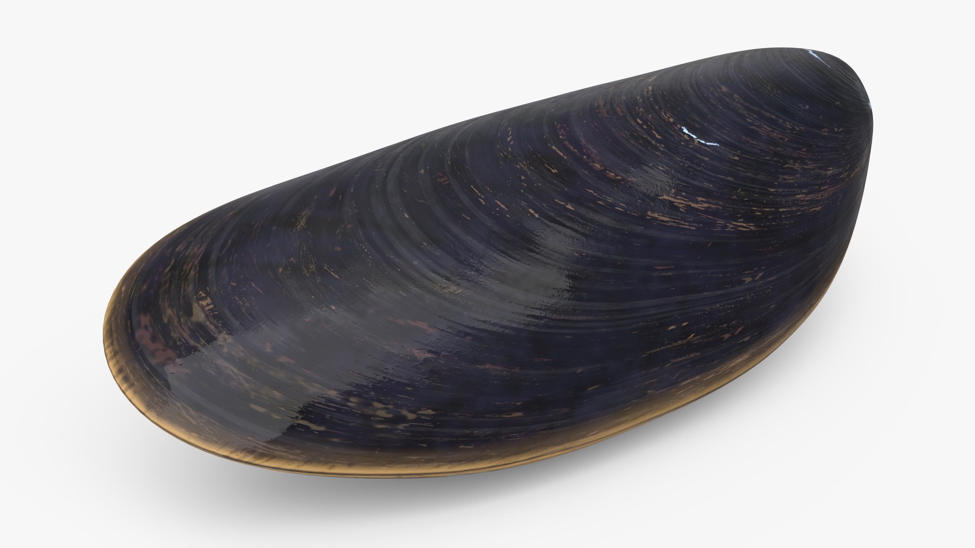 3D Realistic Clam Shell - TurboSquid 2227904