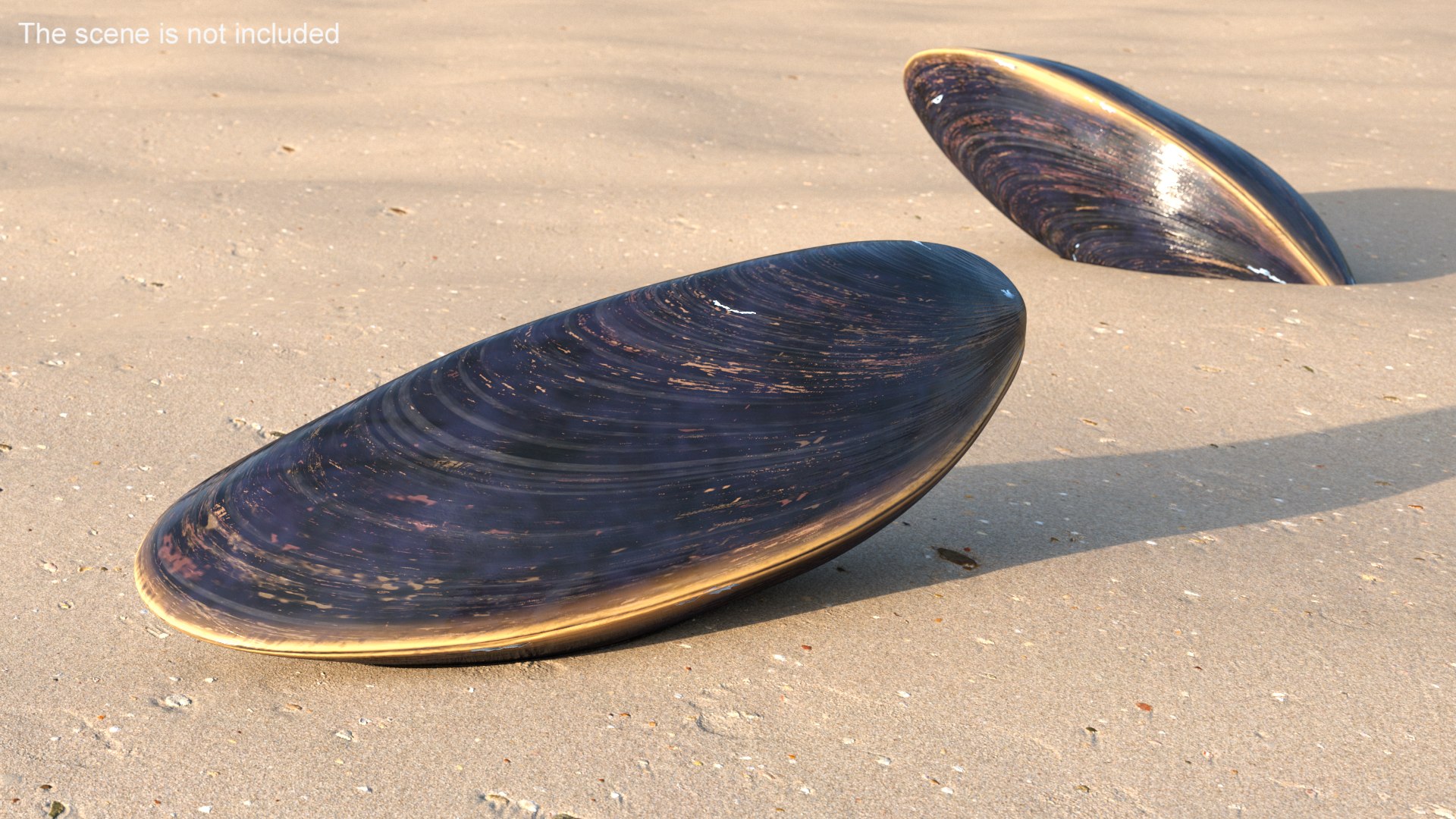 3D Realistic Clam Shell - TurboSquid 2227904