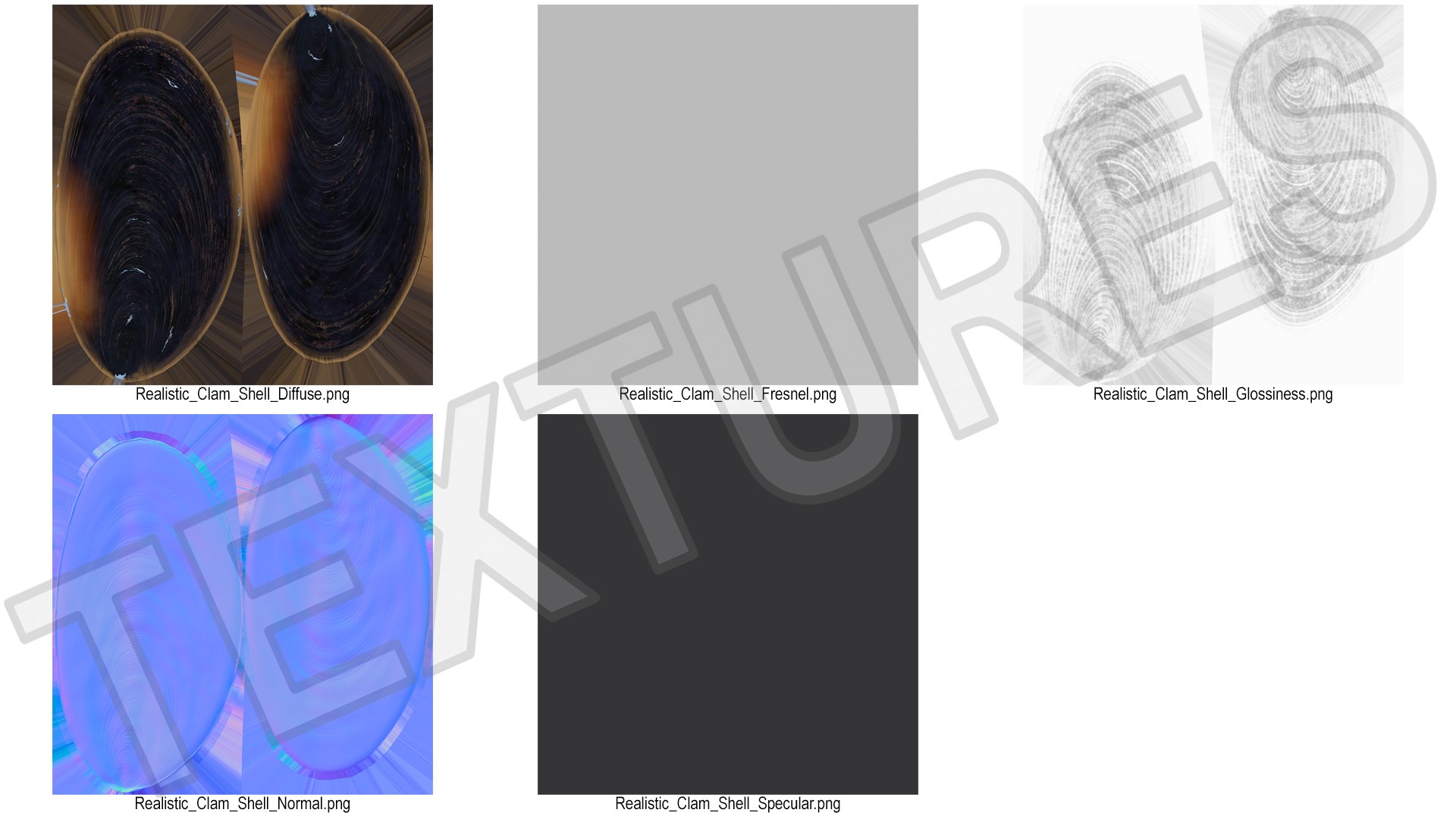 3D Realistic Clam Shell - TurboSquid 2227904