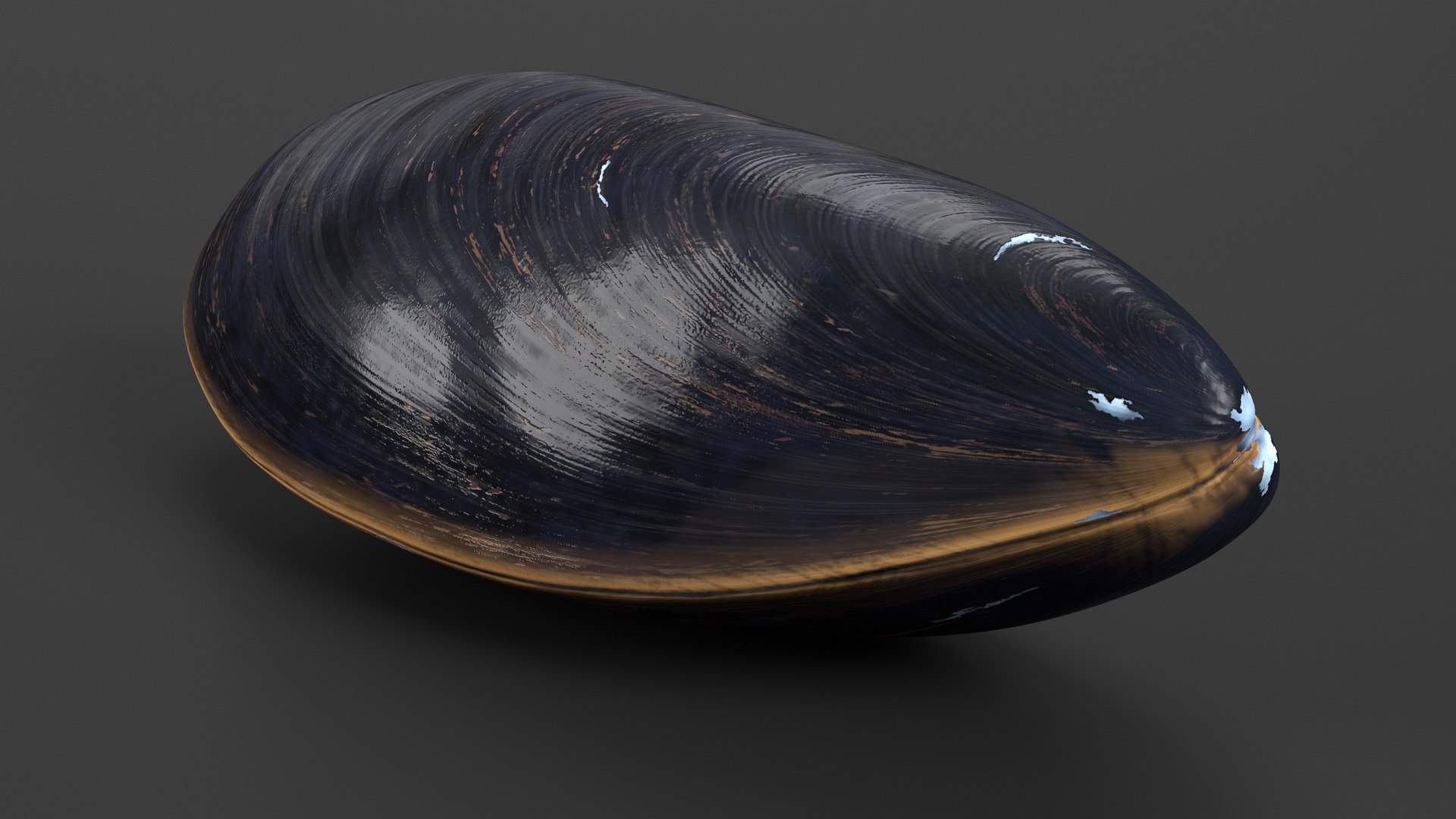 3D Realistic Clam Shell - TurboSquid 2227904