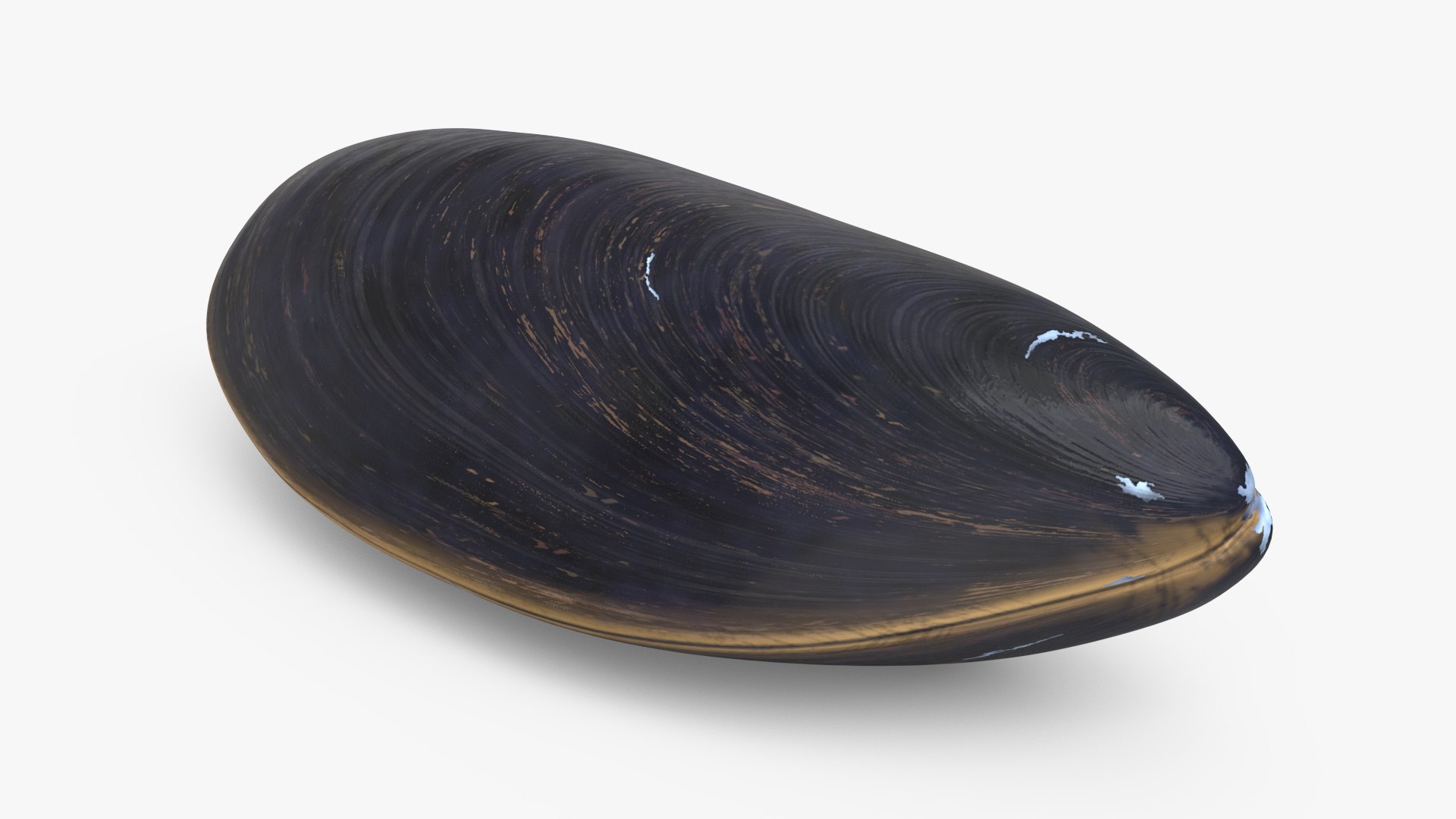 3D Realistic Clam Shell - TurboSquid 2227904