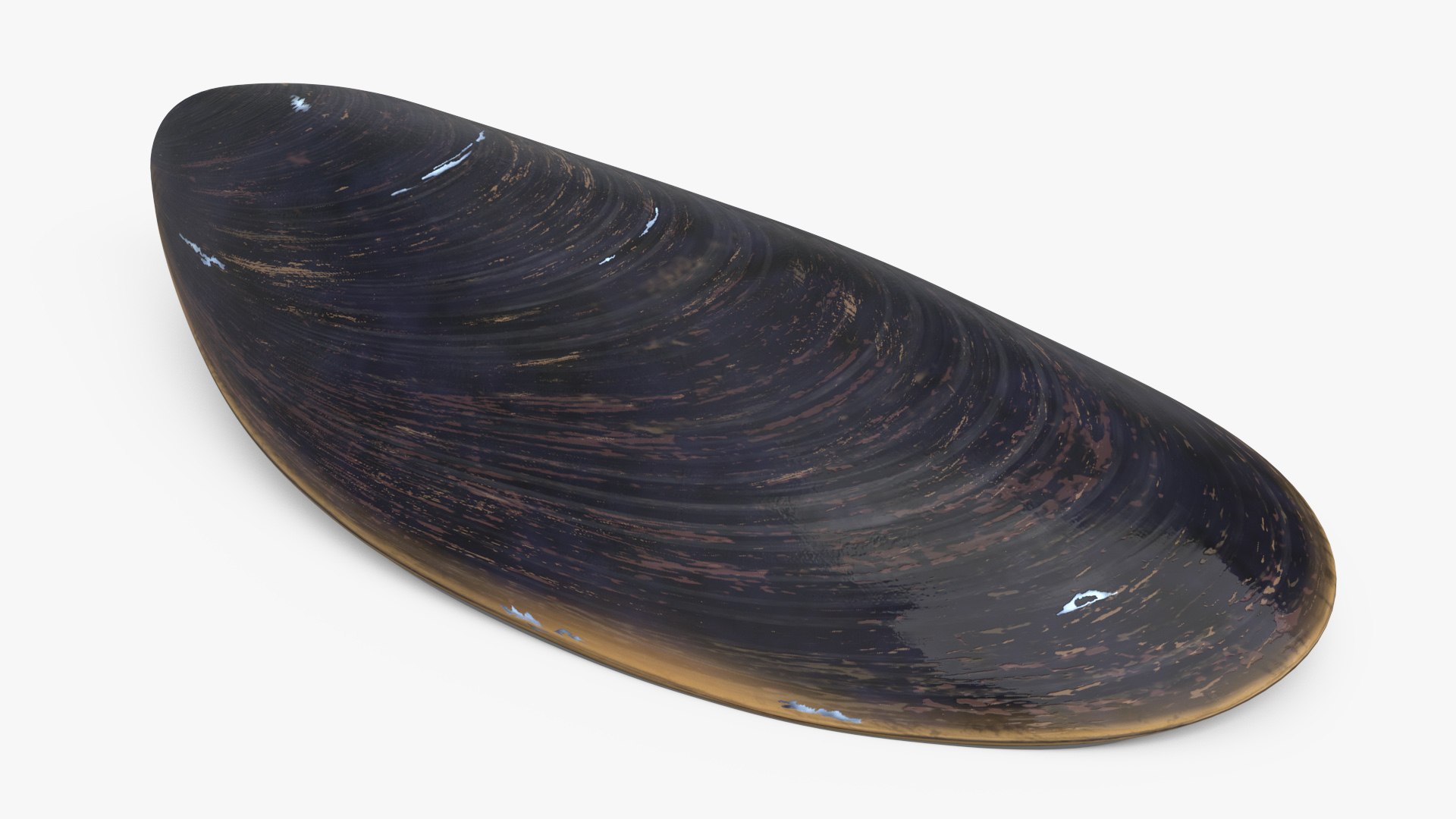 3D Realistic Clam Shell - TurboSquid 2227904