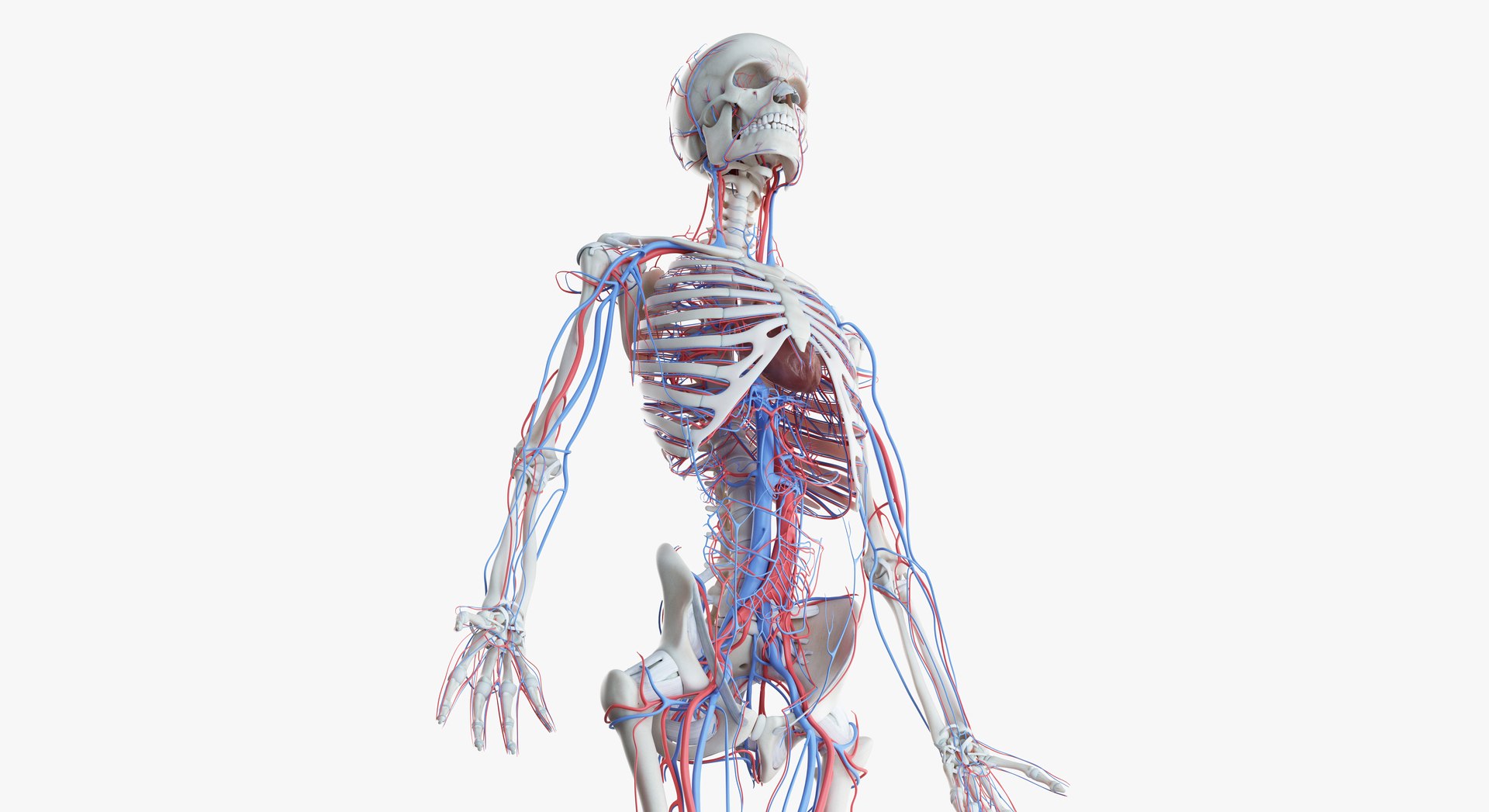 Skin obese female skeleton model - TurboSquid 1519264
