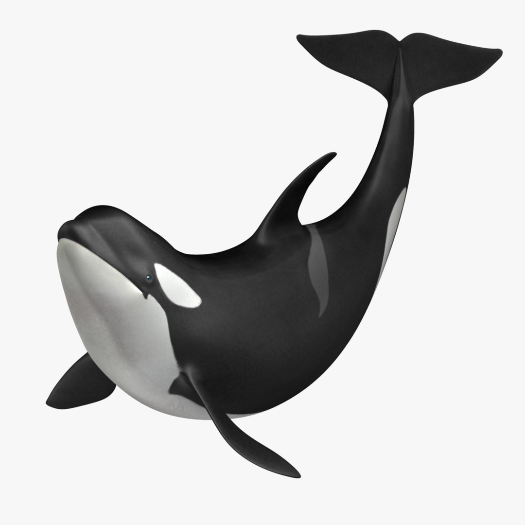 3d orcinus orca killer whale model