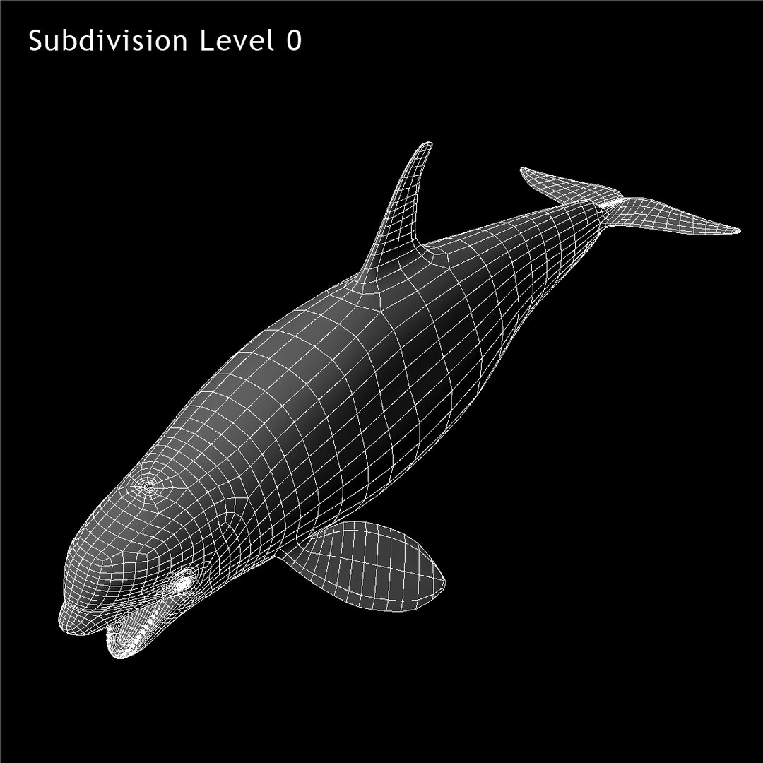 3d orcinus orca killer whale model