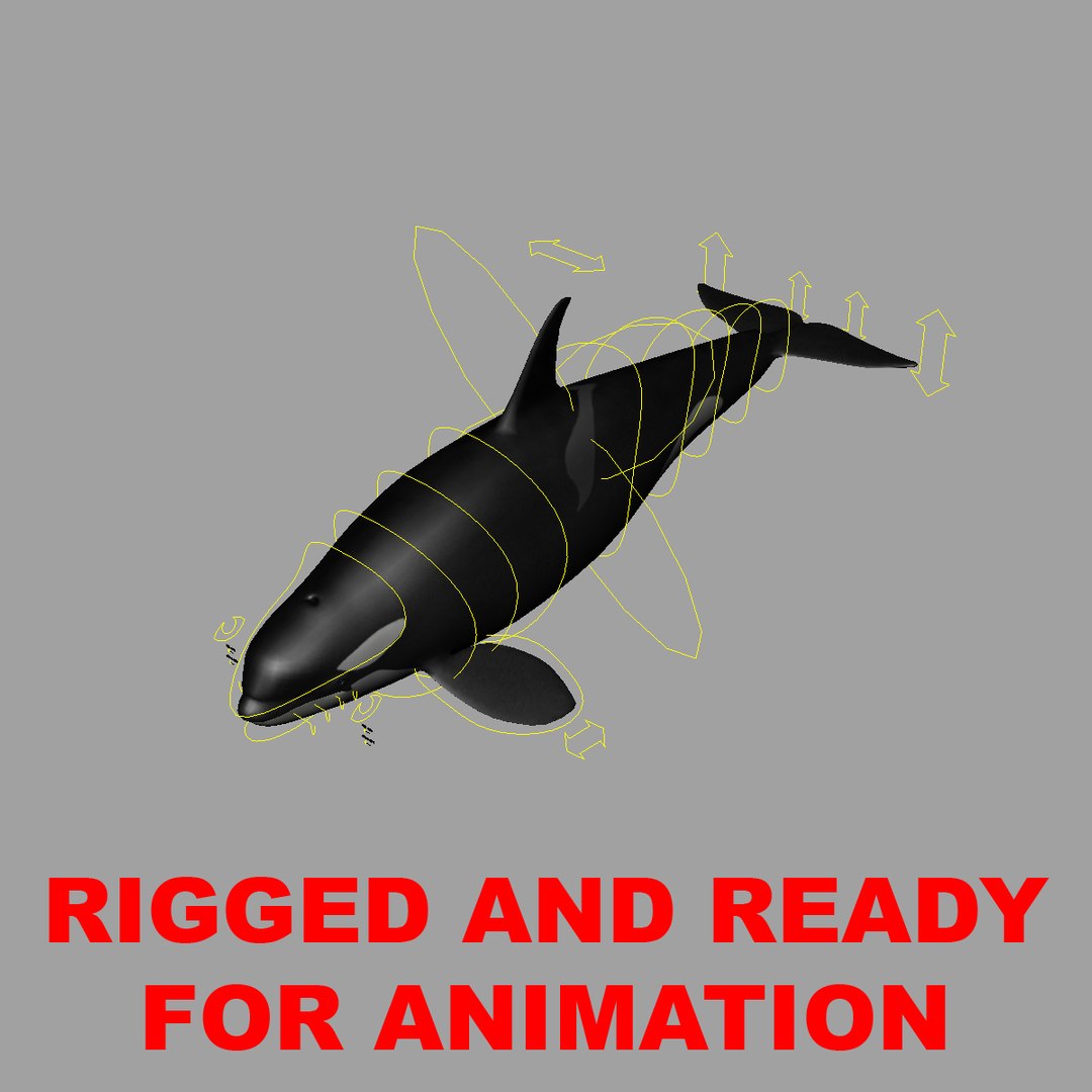 3d orcinus orca killer whale model