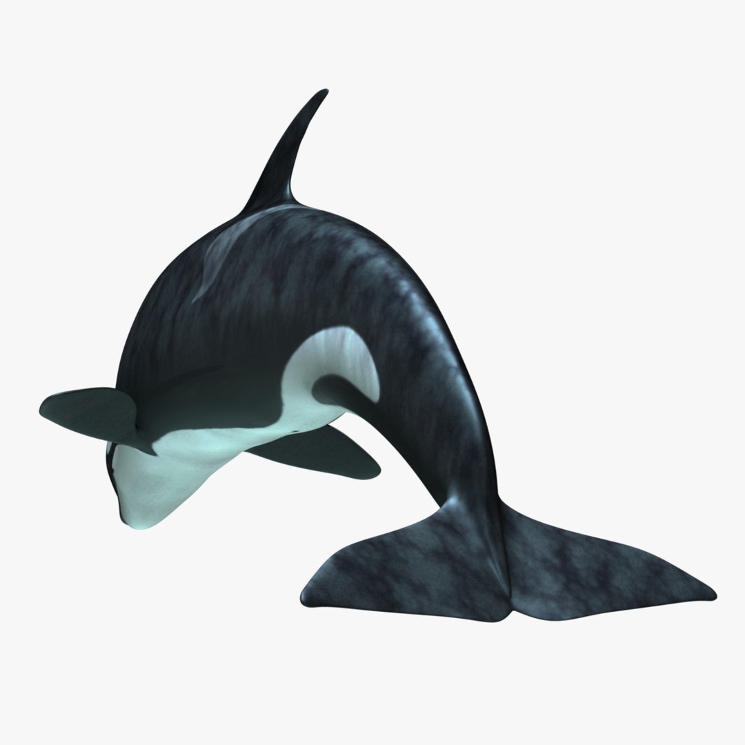 3d orcinus orca killer whale model