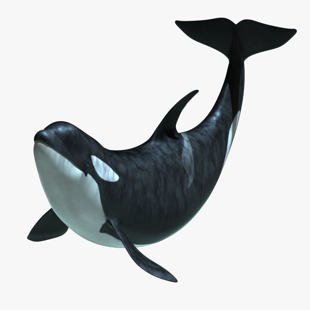 3d orcinus orca killer whale model